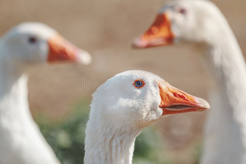 Three White Goose Close Up, Side View Stock Photo - Image of nature ...