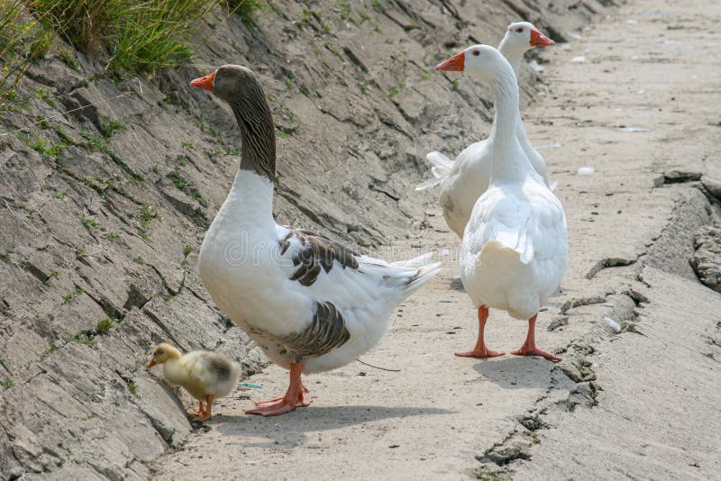 Three White Gray Geese Standing Together Stock Photos - Free & Royalty ...
