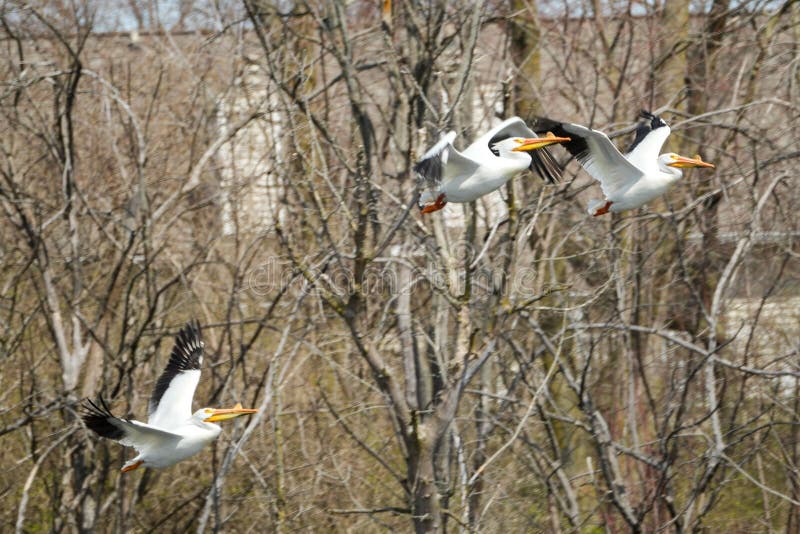 Three White Heron Birds in Flight Over the Trees Stock Photo - Image of ...