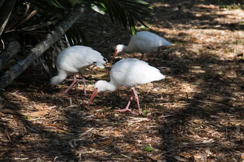 Three White Ibis Bird Under the Shade of Tree Stock Image - Image of ...