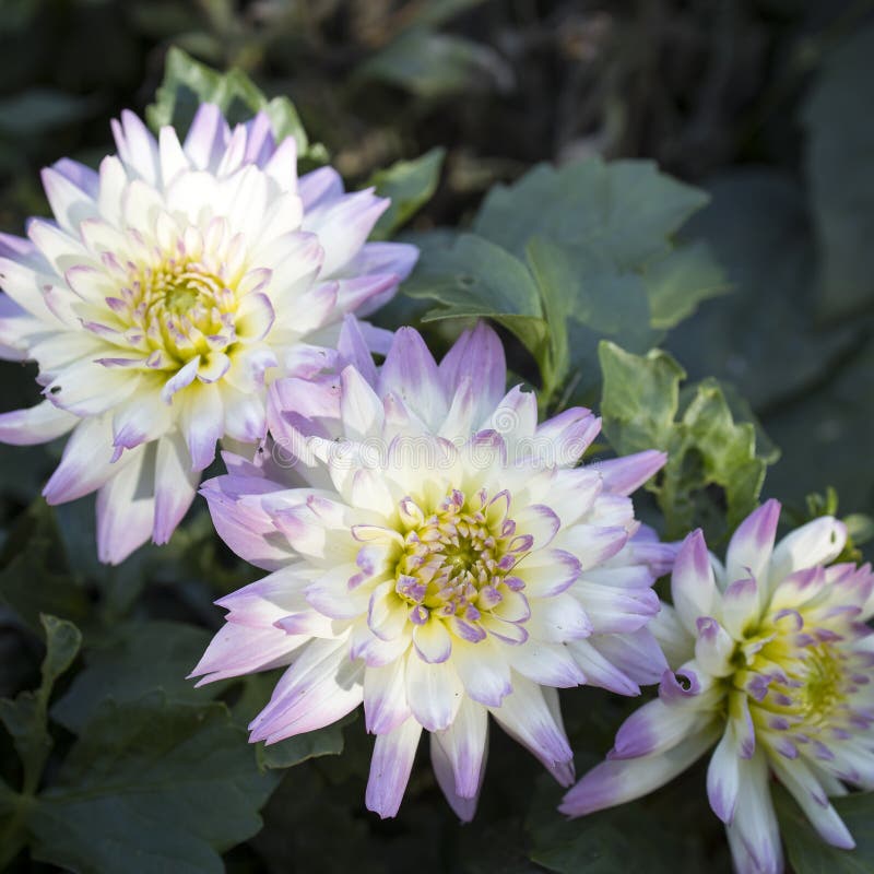 Three White and Lilac Dahlias in Autumn Garden Stock Image - Image of ...