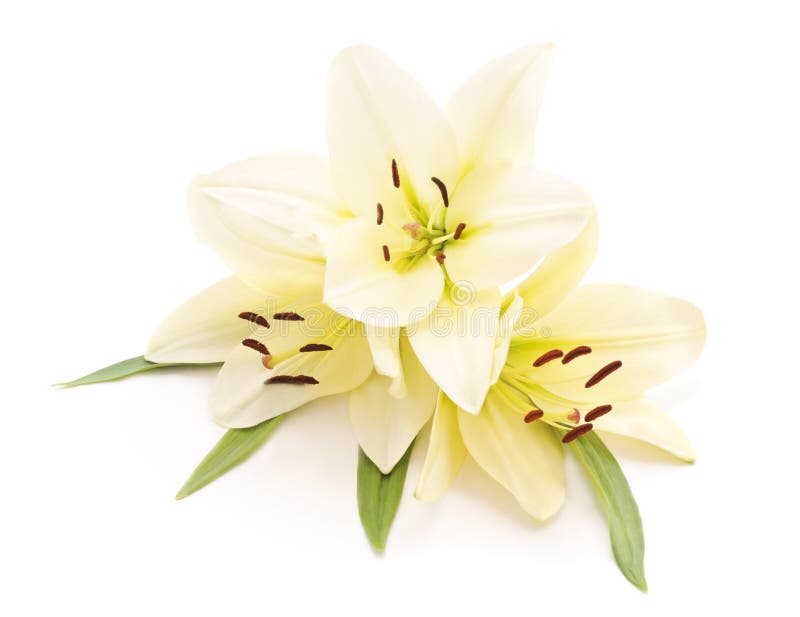 571 Three White Lilies Stock Photos - Free & Royalty-Free Stock Photos ...