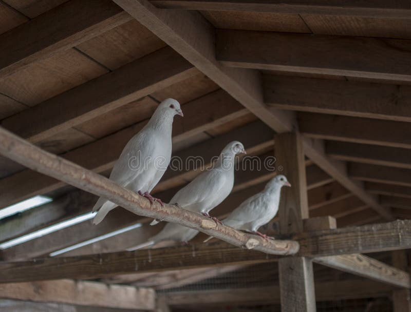 Three White Pigeons stock image. Image of pigeons, ceiling - 116833673