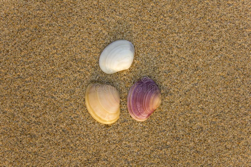 A White Shells of Different Sizes on the Sand Close-up. Natural Surface ...