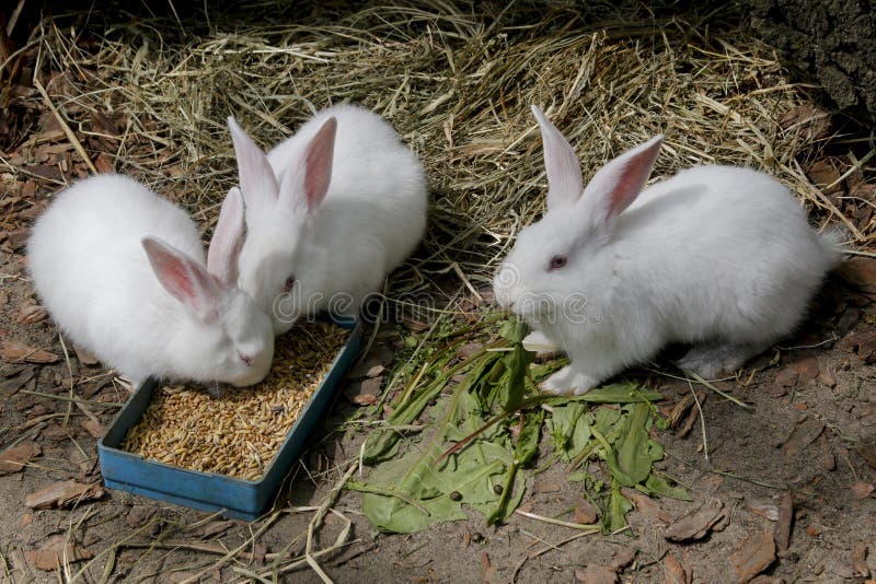 Three white rabbits stock photo. Image of three, rabbit - 73141446