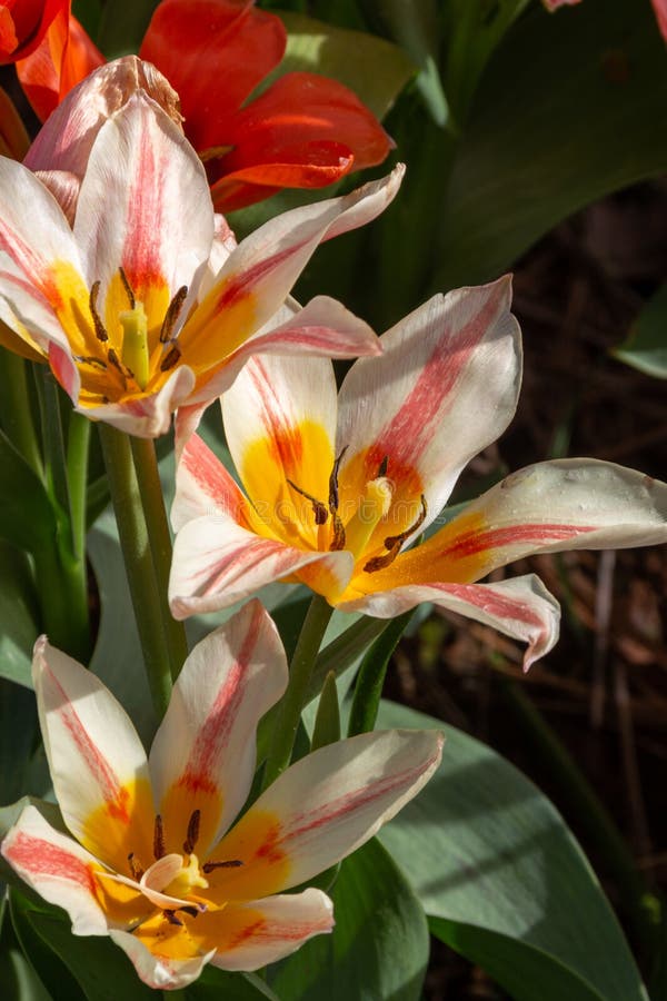 Three White, Red and Orange Tulips Close-up in the Garden in Spring ...
