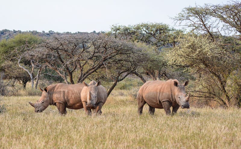 Three White Rhino stock image. Image of herd, mammal - 93640715