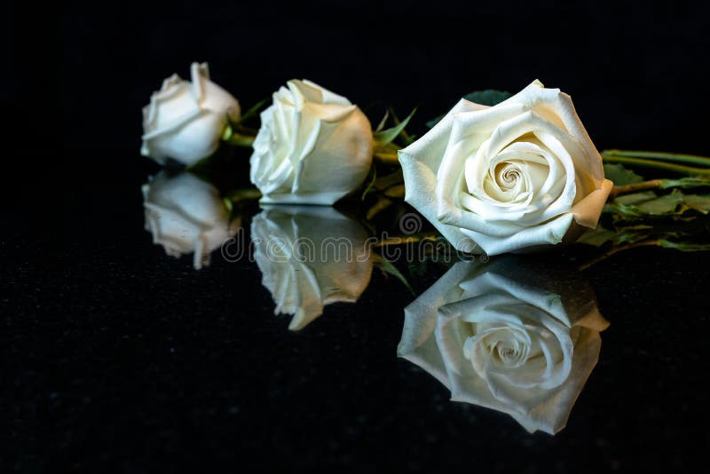 Three White Roses on Black Reflected Surface Stock Image - Image of ...