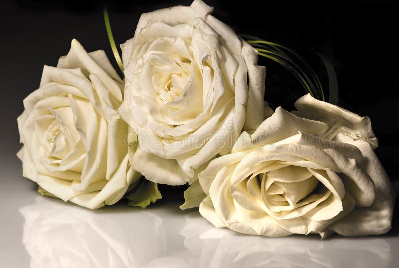 6,089 Three White Roses Stock Photos - Free & Royalty-Free Stock Photos ...