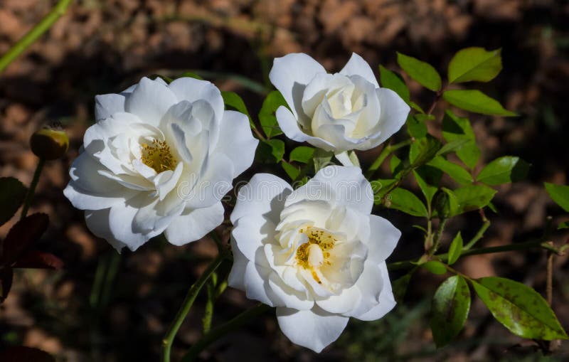 Three White Roses, High Angle Stock Photo - Image of blossoming, botany ...