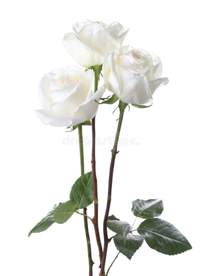 Three White Roses Isolated on White Background Stock Image - Image of ...