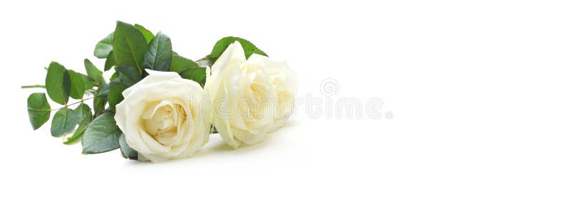 Three White Roses Isolated on White Stock Image - Image of desktop ...