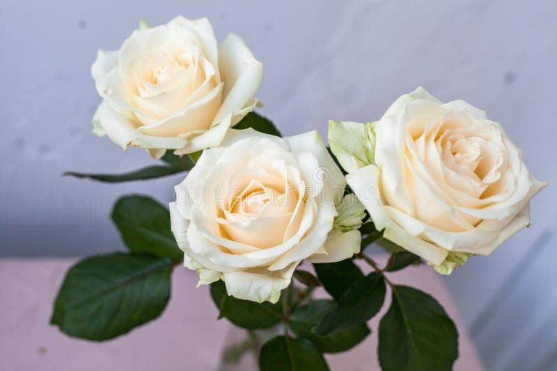 Three White Roses on a Light Background. View from Above Stock Photo ...