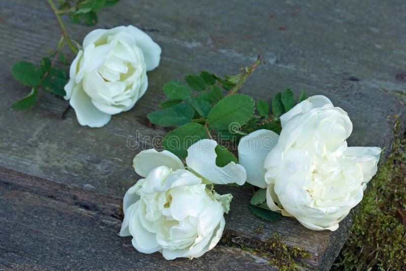 Three white roses stock photo. Image of flora, wooden - 64937016