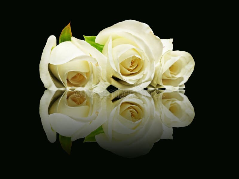 Three White Roses with Reflection. Stock Image - Image of black, floral ...