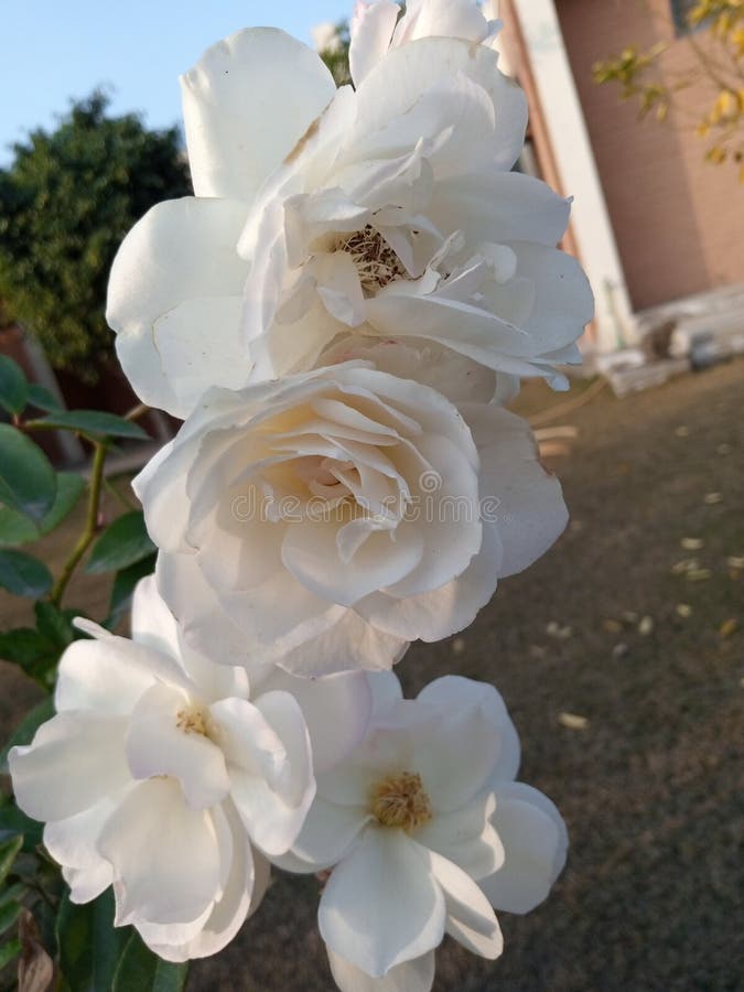 Three White roses in a row stock photo. Image of rose - 275178142
