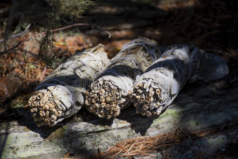 Three White Sage Smudge Sticks Stock Photo - Image of spiritual, native ...