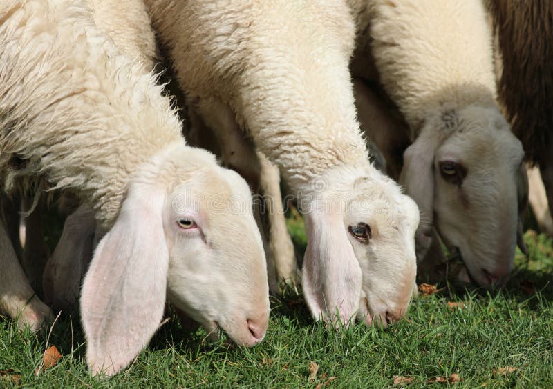 Three White Sheep Eating Grass on the Green Lawn in the Sunny Field ...