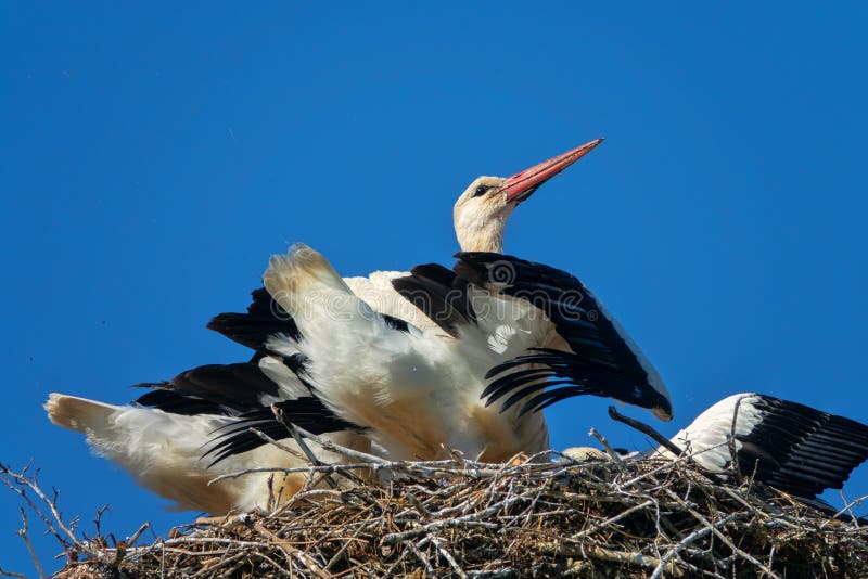Three White Stork Chicks in the Nest Stock Photo - Image of home, lake ...