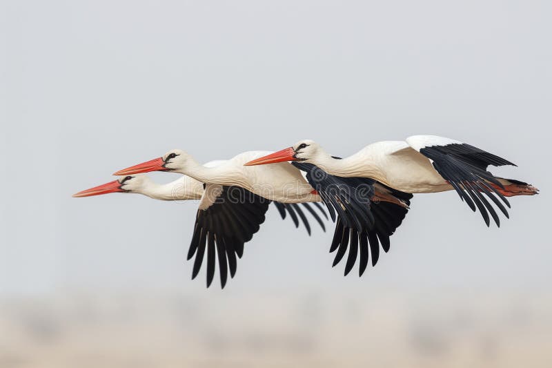 Three White Storks are Flying Against a Blurred Background. Migrating ...