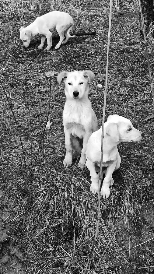 Three White Stray Dogs on a Dry Grass Stock Image - Image of dogs ...