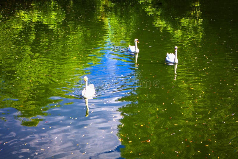 Three swans stock photo. Image of surface, environment - 122064800