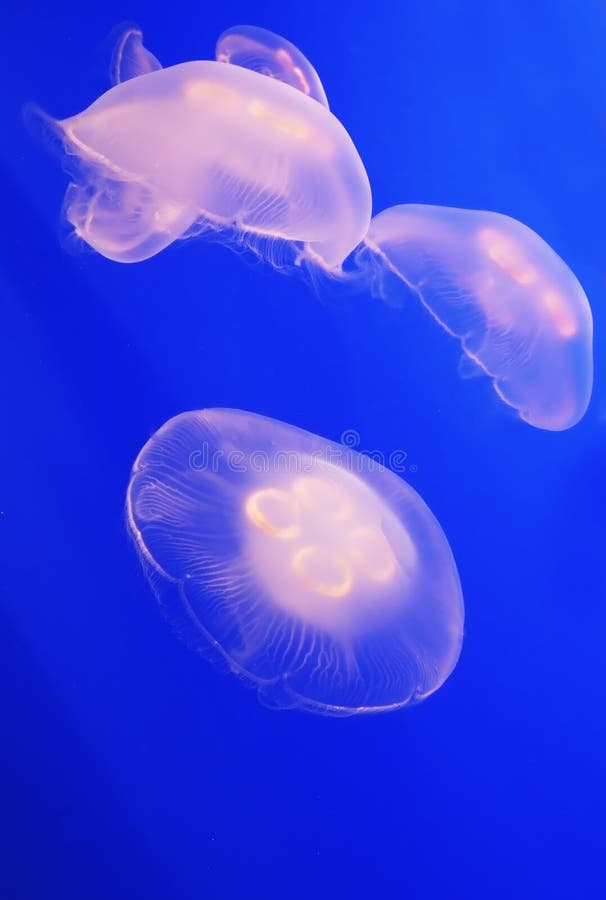 Two translucent jellyfish stock image. Image of motion - 35568617
