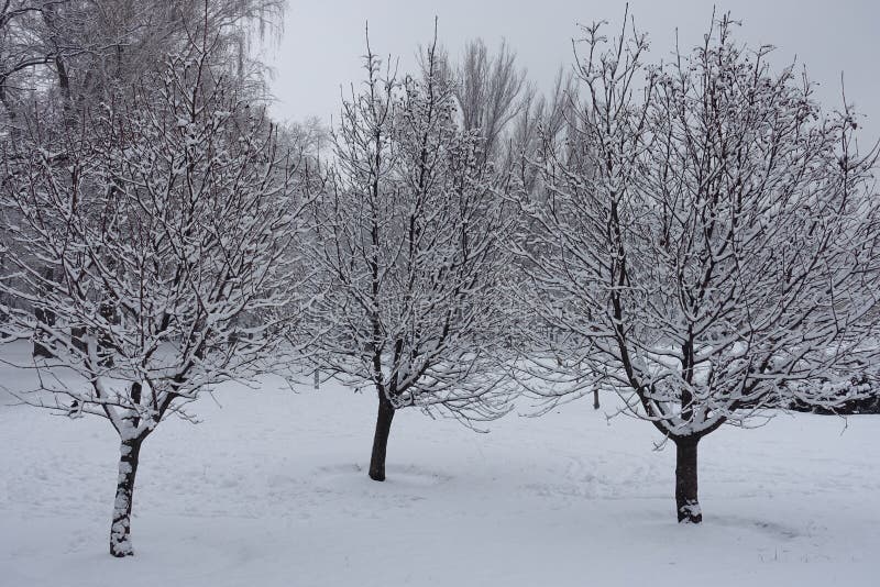 Three Whitebeam Trees Covered with Snow in Winter Stock Photo - Image ...