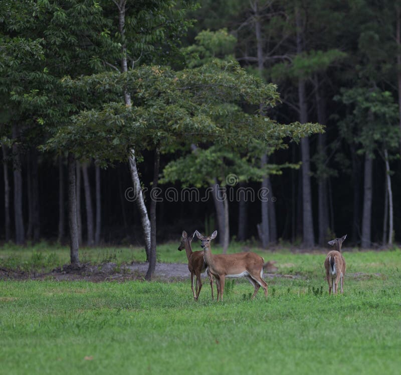 Three whitetail does stock image. Image of north, deer - 256066961