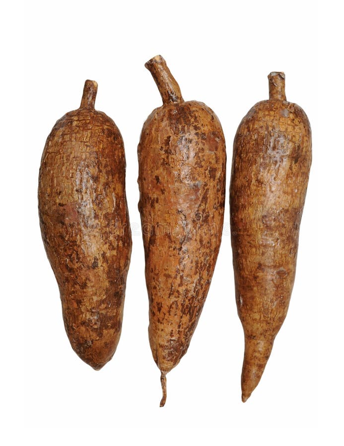 Three whole manioc stock photo. Image of esculenta, tropical - 31906824