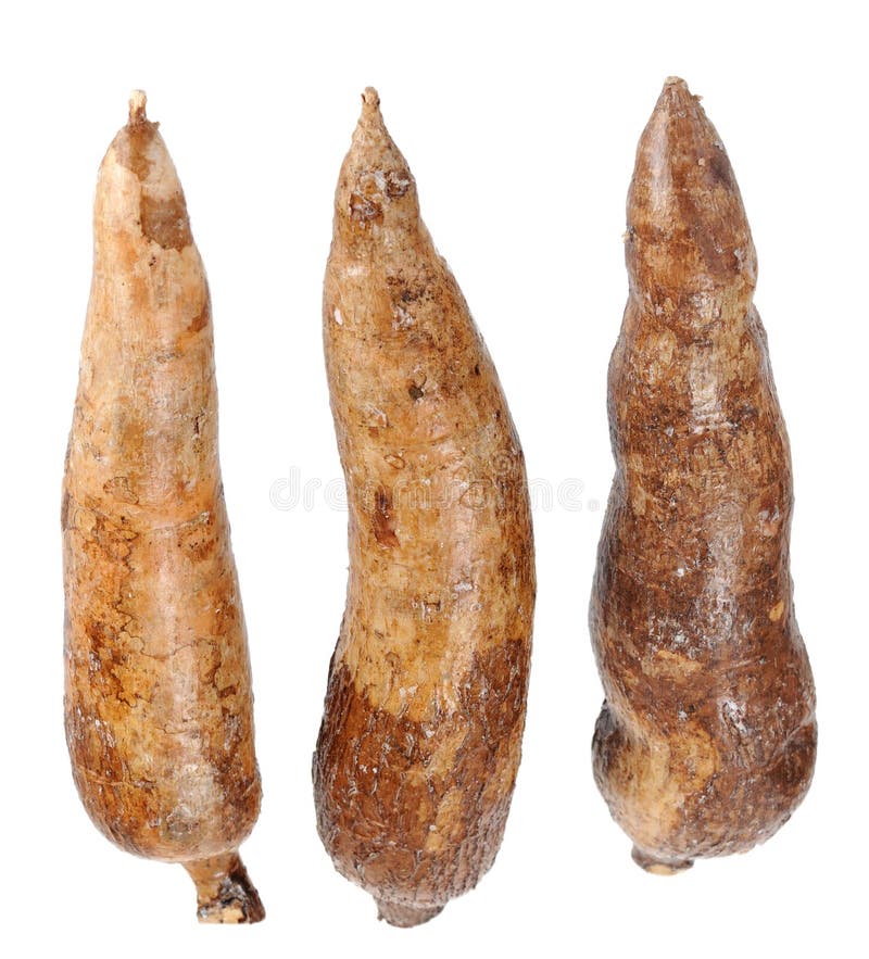 Three whole manioc stock image. Image of natural, casava - 40810037