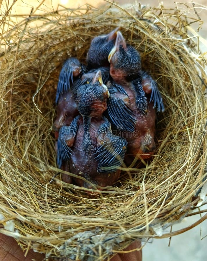 Three Wild Birds in the Wild, Still in Their Cages in Indonesia Stock ...