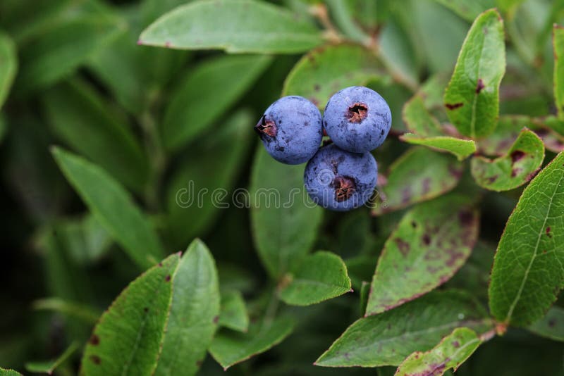 Closeup of Wild Blueberries Growing in a Field. Stock Image - Image of ...