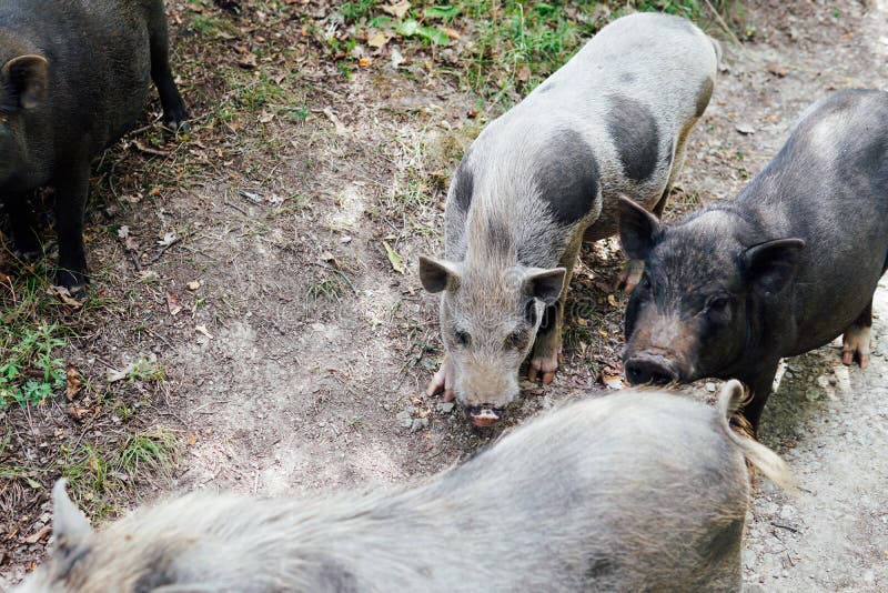 Pig Boar Pigs Farm Details Shot Stock Image - Image of shot, meat: 65025703