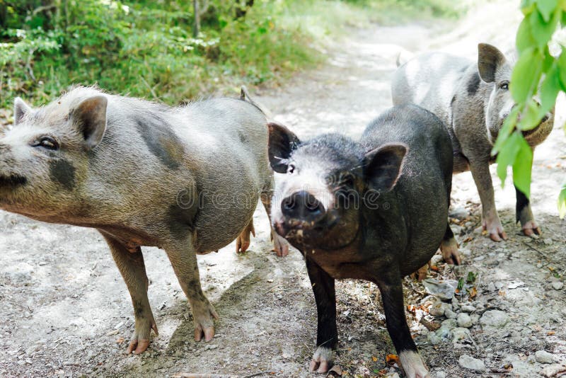 Three Wild Boar Pig Pigs in the Woods Stock Image - Image of herd ...