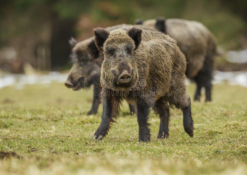 Three wild boars walking stock image. Image of hardy - 30337823