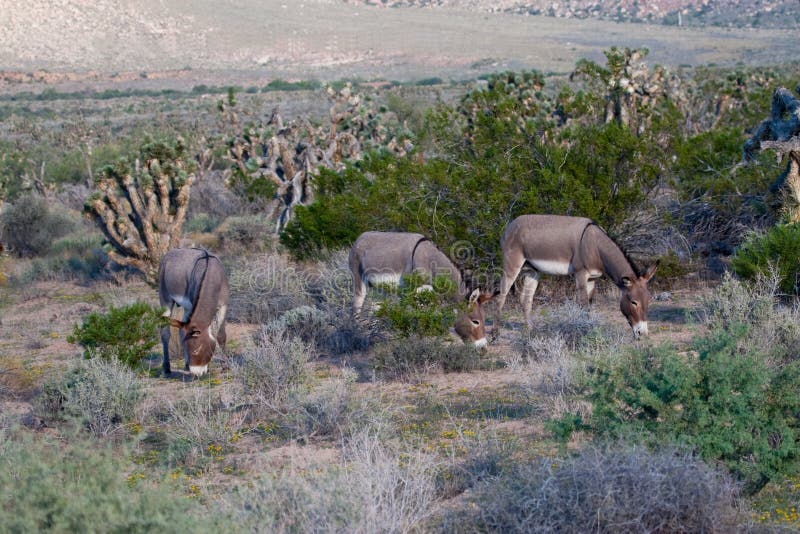 Three Wild Burros stock image. Image of feral, brown - 26688933