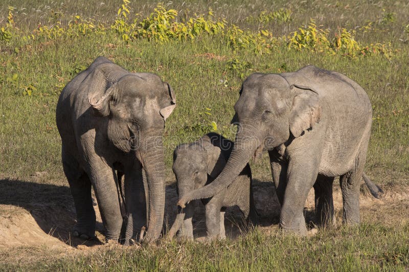 Three Wild Elephants in a National Park, Thailand Stock Image - Image ...