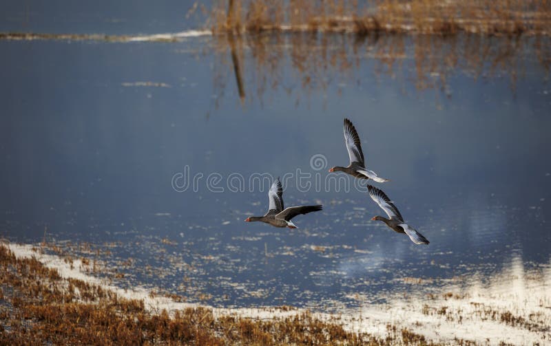 Three Wild Geese in Formation Flight Stock Photo - Image of formation ...