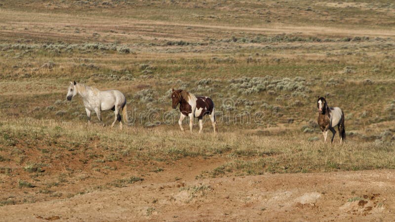 Three Wild Horses stock image. Image of american, mammal - 58952847