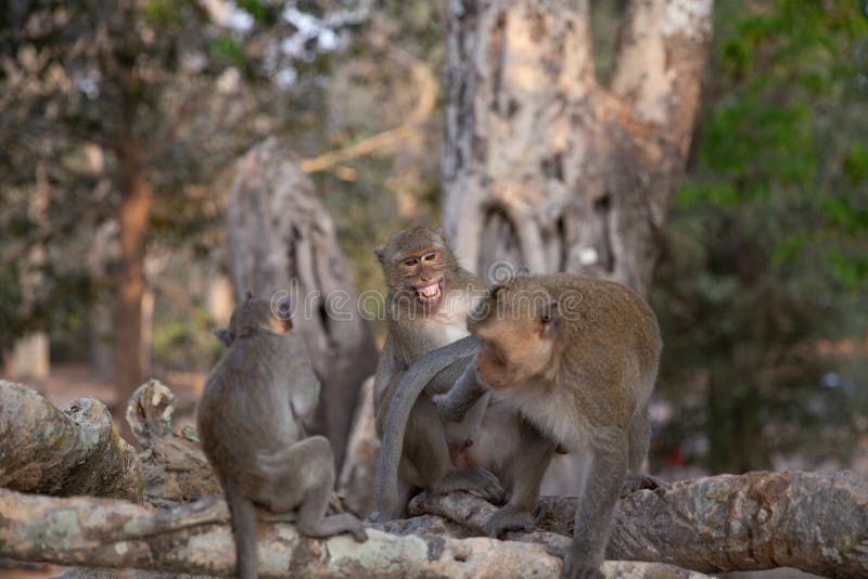 Three wild monkeys stock image. Image of playing, copy - 190394339