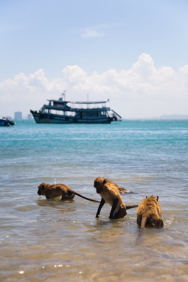 Three Wild Monkeys in the Sea. Stock Image - Image of monkey, wildlife ...