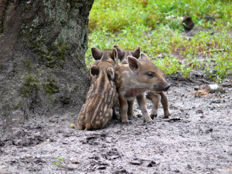 Three wild pigs stock photo. Image of animal, adventure - 10125484