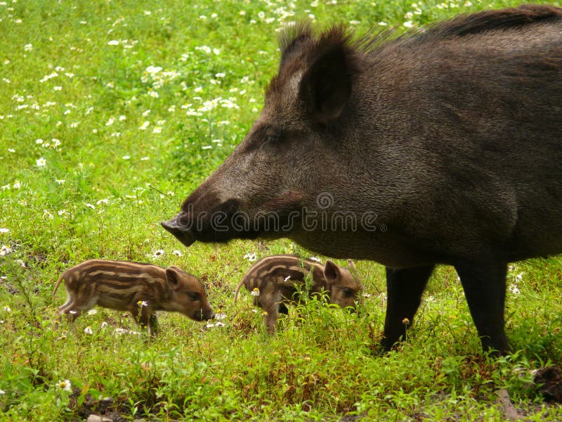 Three wild pigs stock photo. Image of animal, adventure - 10125484