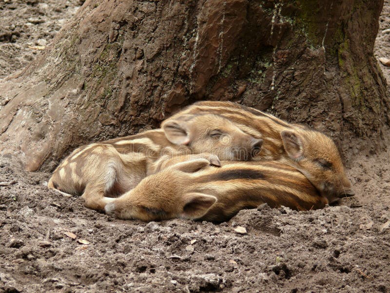 Three wild pigs stock photo. Image of newborn, adventure - 10130378