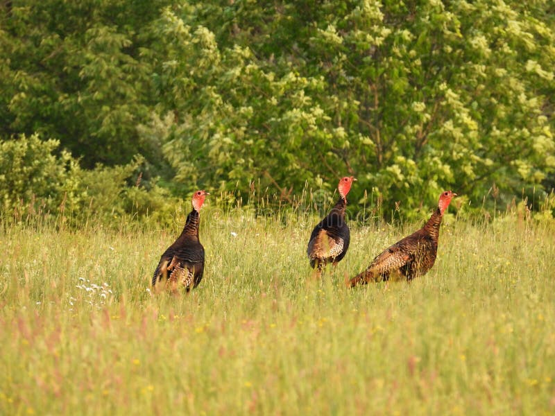 Three Wild Turkey in Breeding Plumage Stock Image - Image of colorful ...