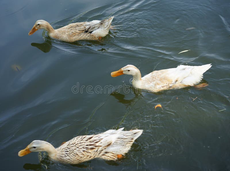 320 Three Point Perspective Stock Photos - Free & Royalty-Free Stock ...