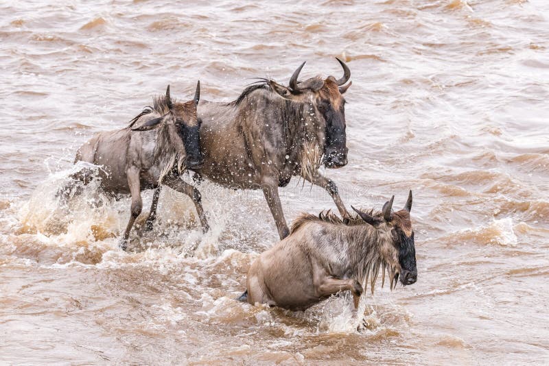 Trio of Wildebeest Jumping Midstream in the Mara River, Serengeti ...