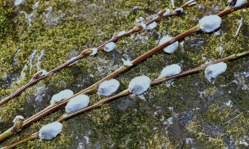 Three Willow Branches Lie on a Rock with Green Moss. Symbol of the ...
