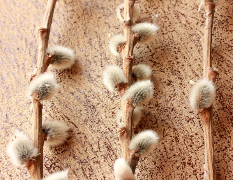 Three Willow Branches with Soft Buds Stock Photo - Image of branches ...